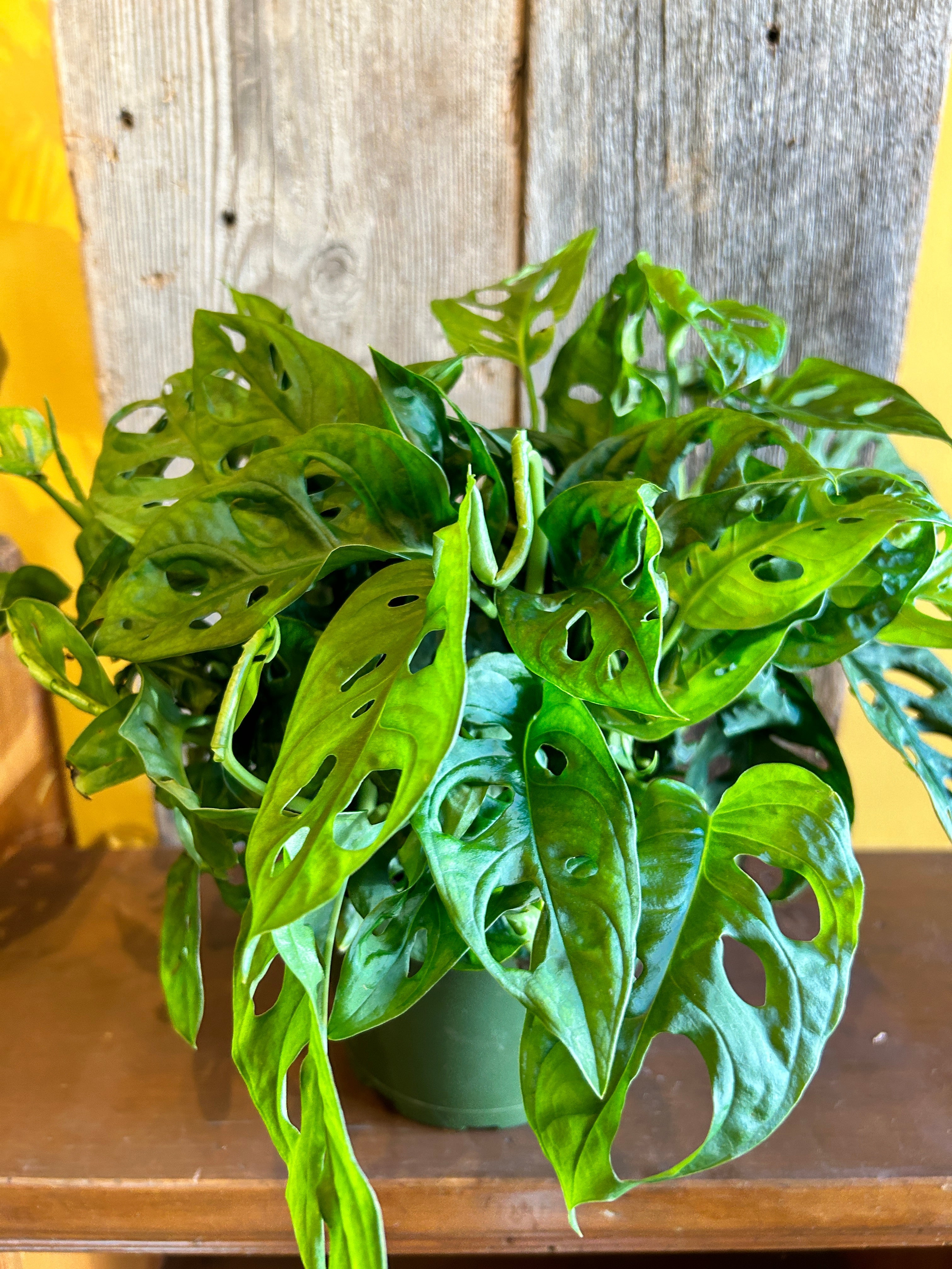 High-Quality Plants Downtown Ottawa! Lots of Shapes, Sizes & Colours ...